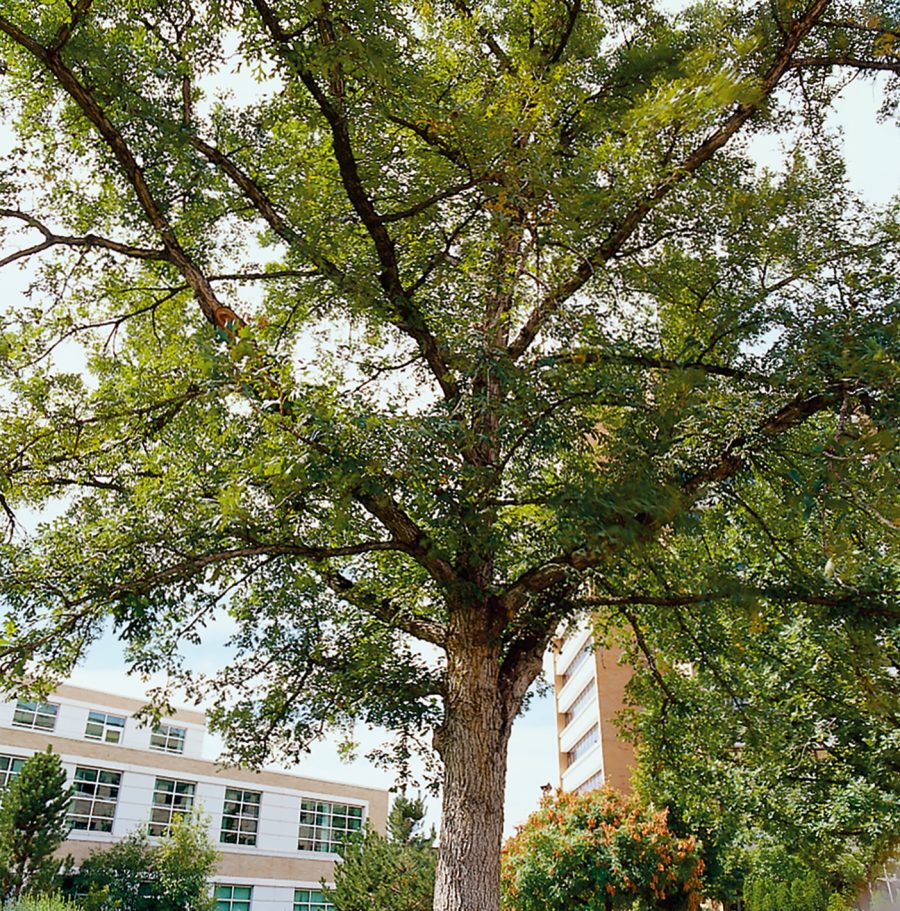 The Trees of BYU: Arborist Max Darrington Picks His Favorite from 900 ...